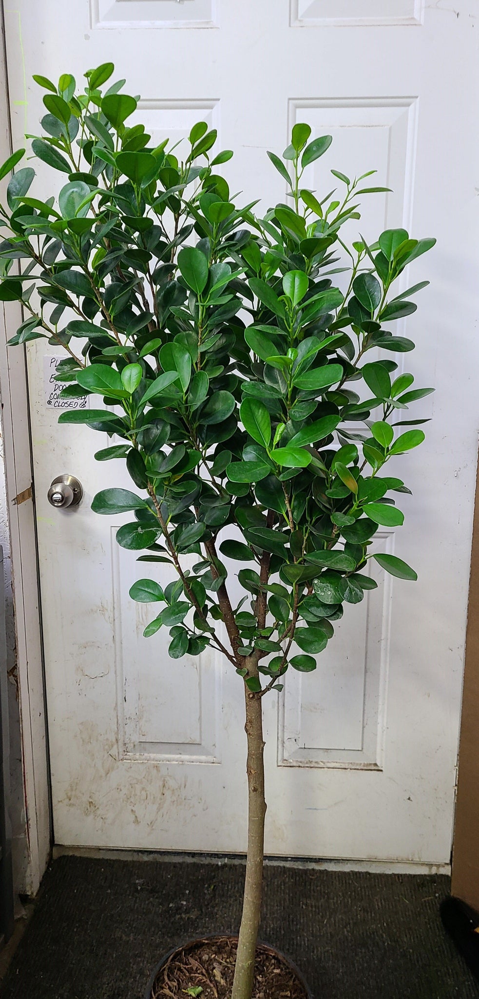 Ficus Moclame Standard#N#– Ottawa Plants