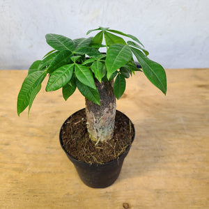 Pachira aquatica - Money Tree#N#– Ottawa Plants