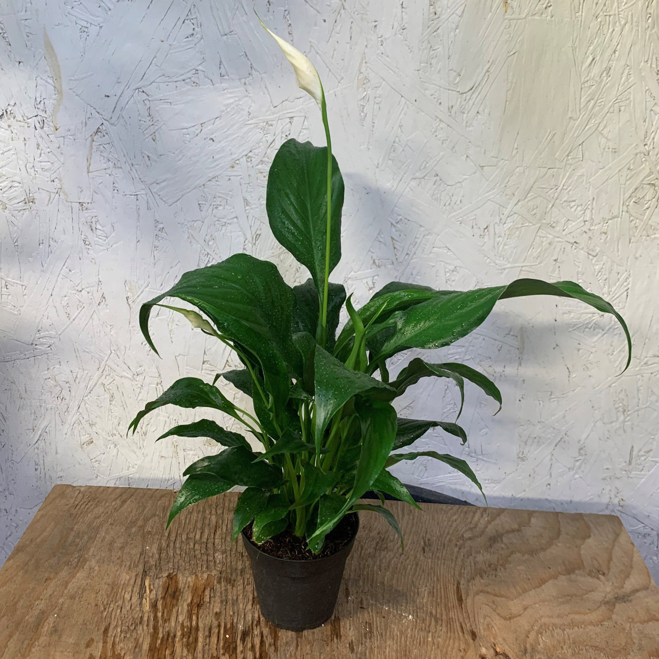 Spathiphyllum – Ottawa Plants